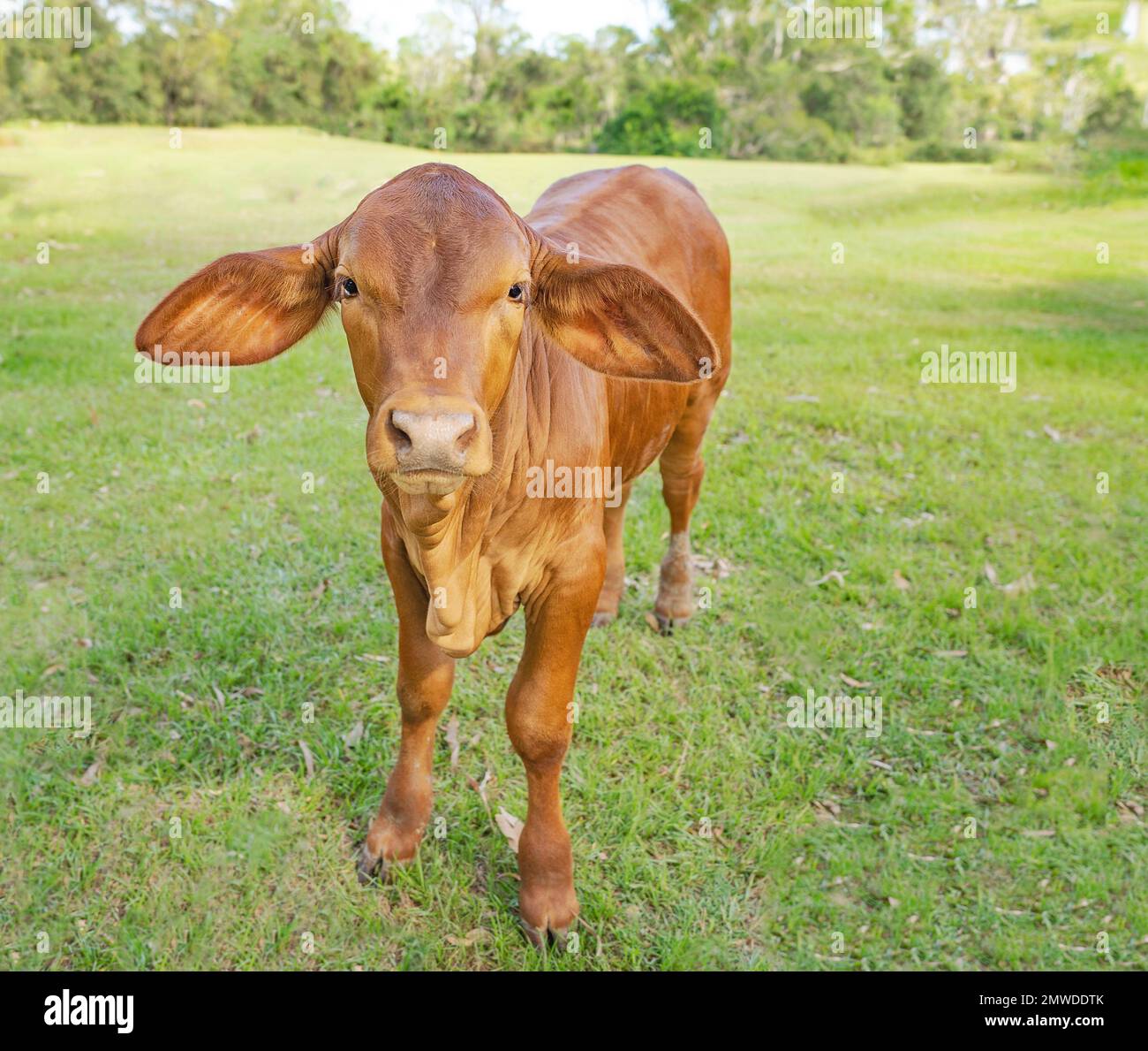 One curious, friendly, young brown calf in a grassy, green paddock ...