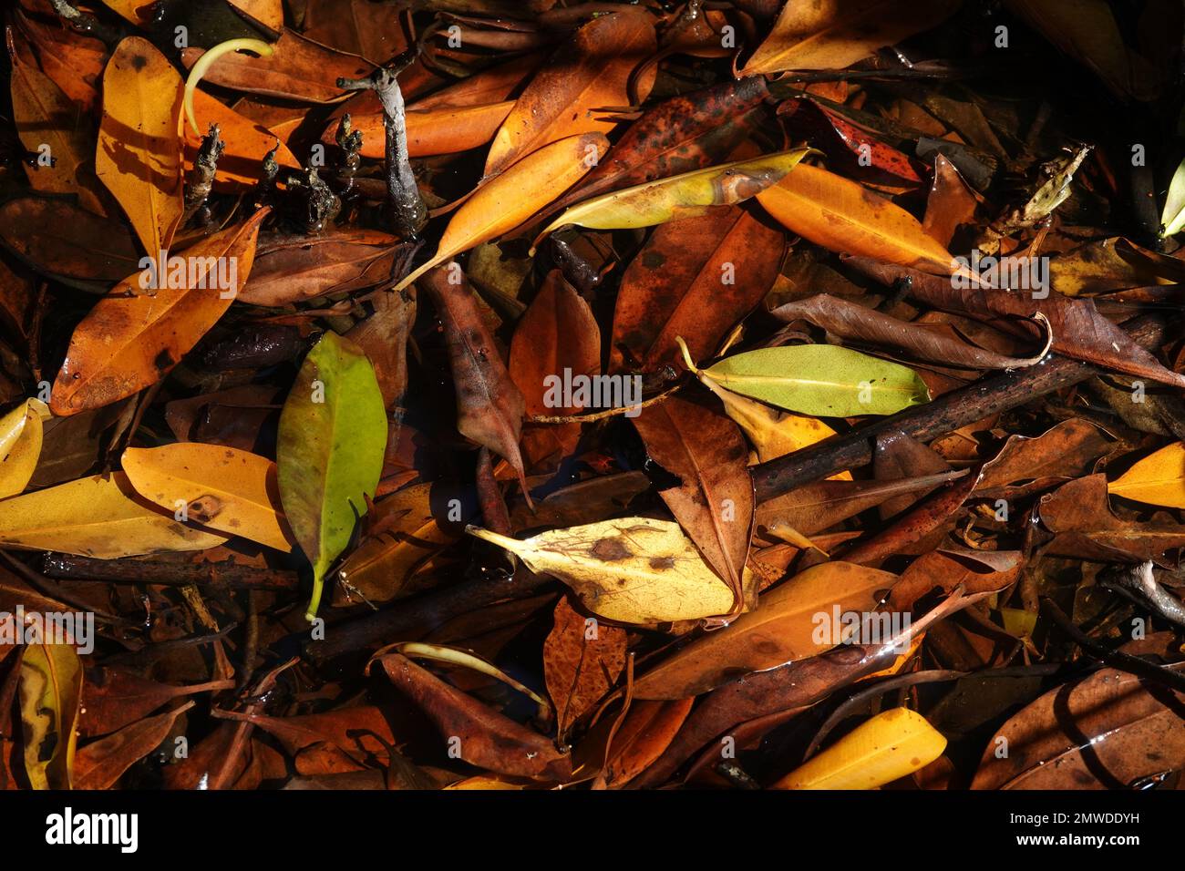 Red mangrove leaves decaying in swamp, Florida Everglades/Big Cypress ...