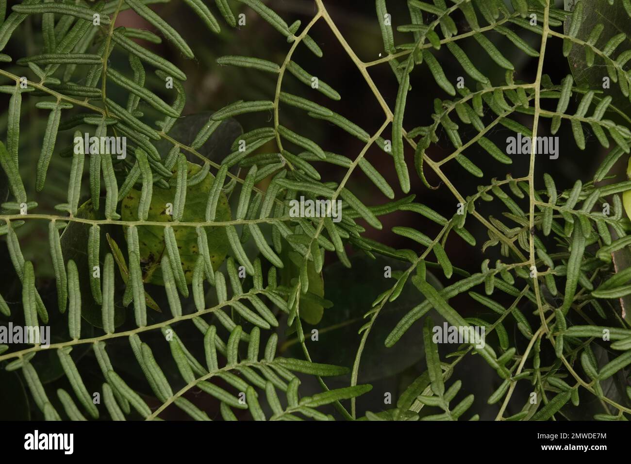 Royal fern, Florida Everglades/Big Cypress flora Stock Photo - Alamy