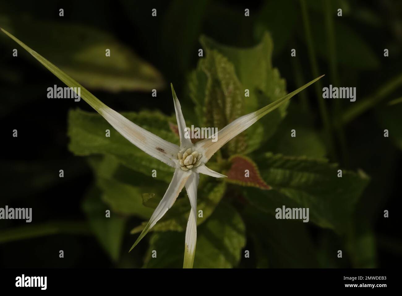 Star sedge, Rhynchospora colorata, Florida Everglades/Big Cypress flora ...