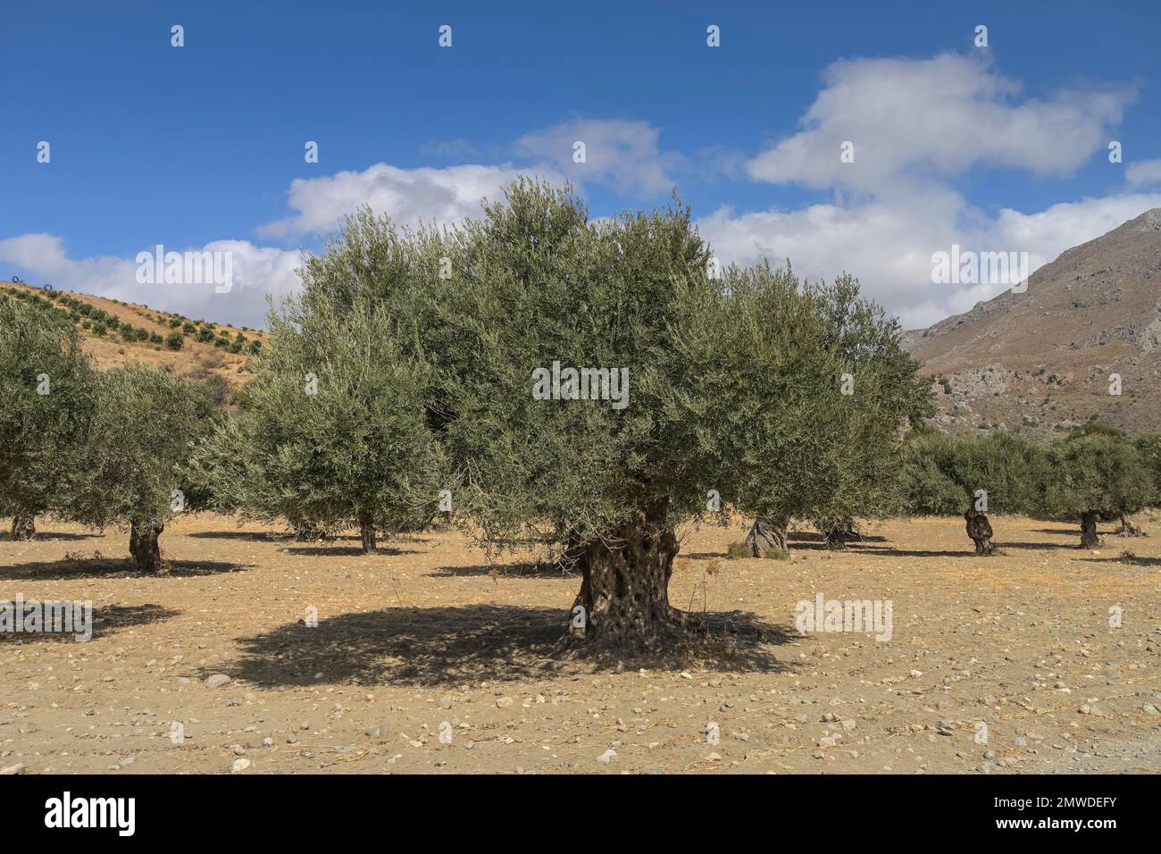 Olive trees, valley near Preveli, Crete, Greece Stock Photo - Alamy