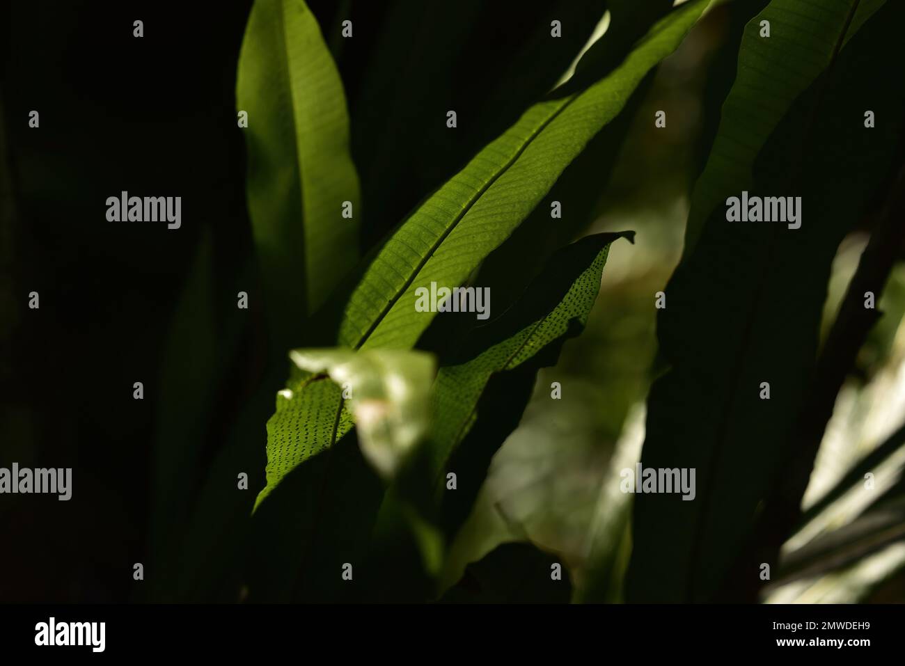 Strap fern leaves and spores, Campyloneurum phyllitidism Florida ...