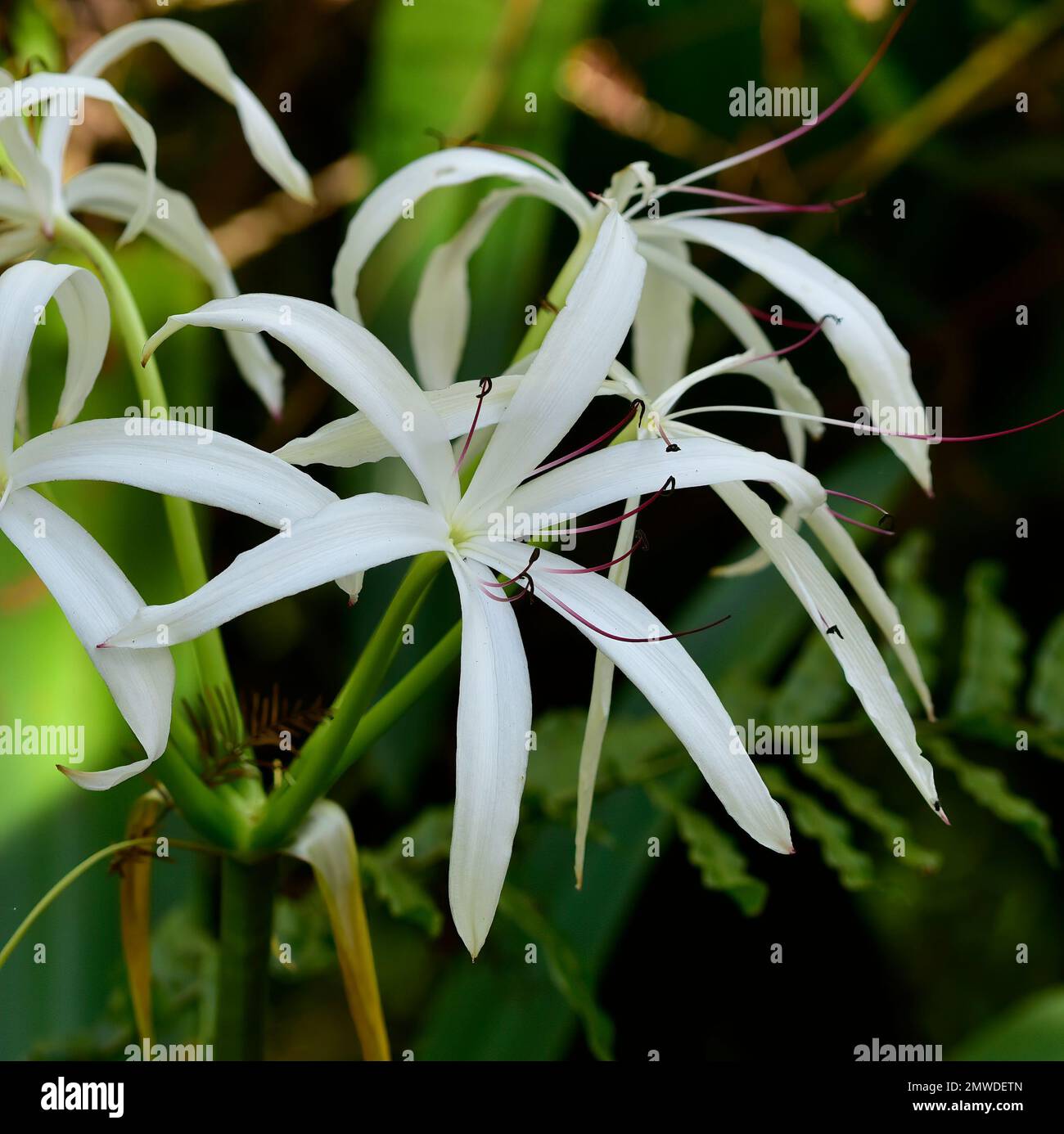 Everglades wildflowers hi-res stock photography and images - Alamy