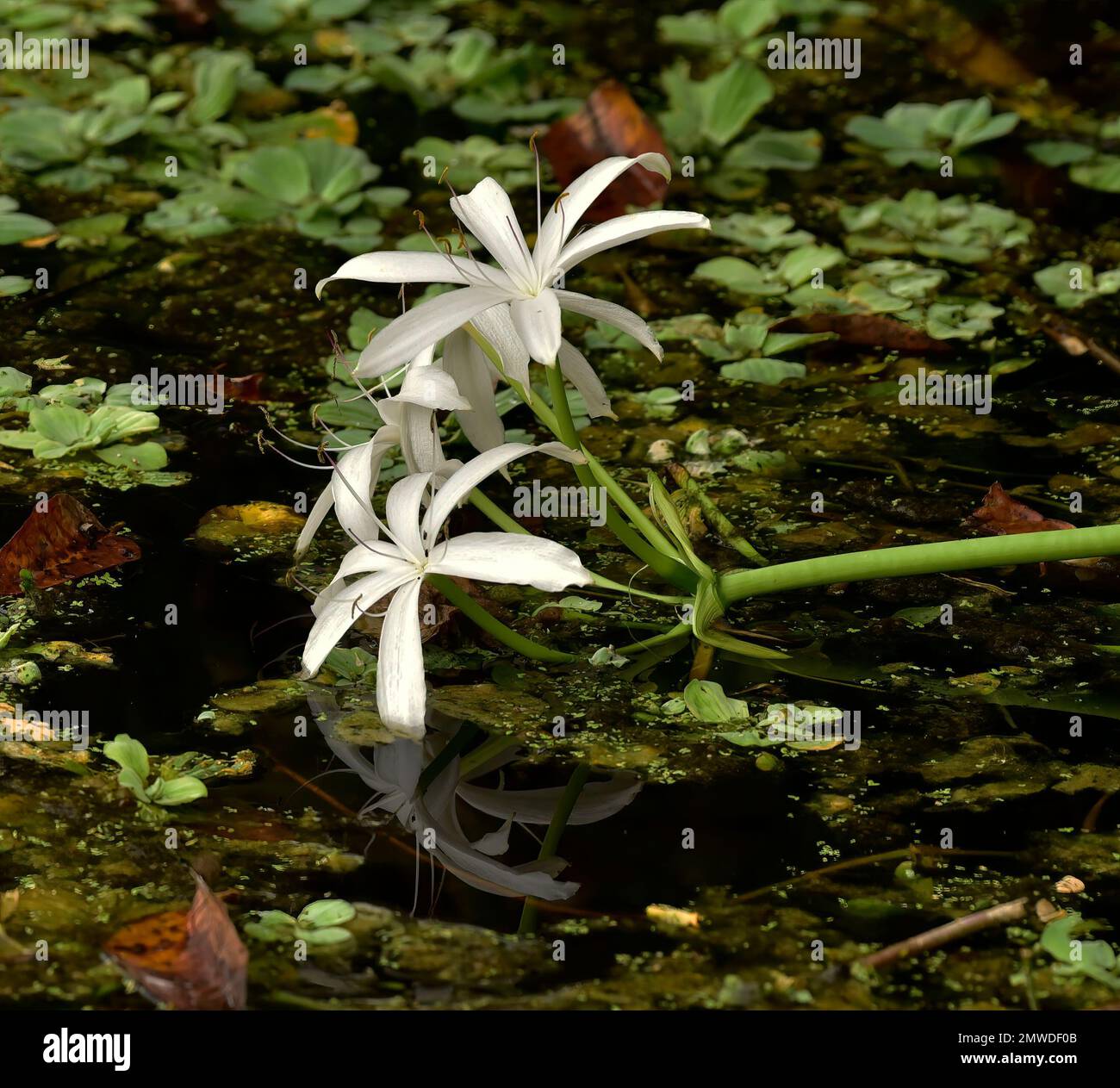 Florida Everglades/Big Cypress flora Stock Photo - Alamy