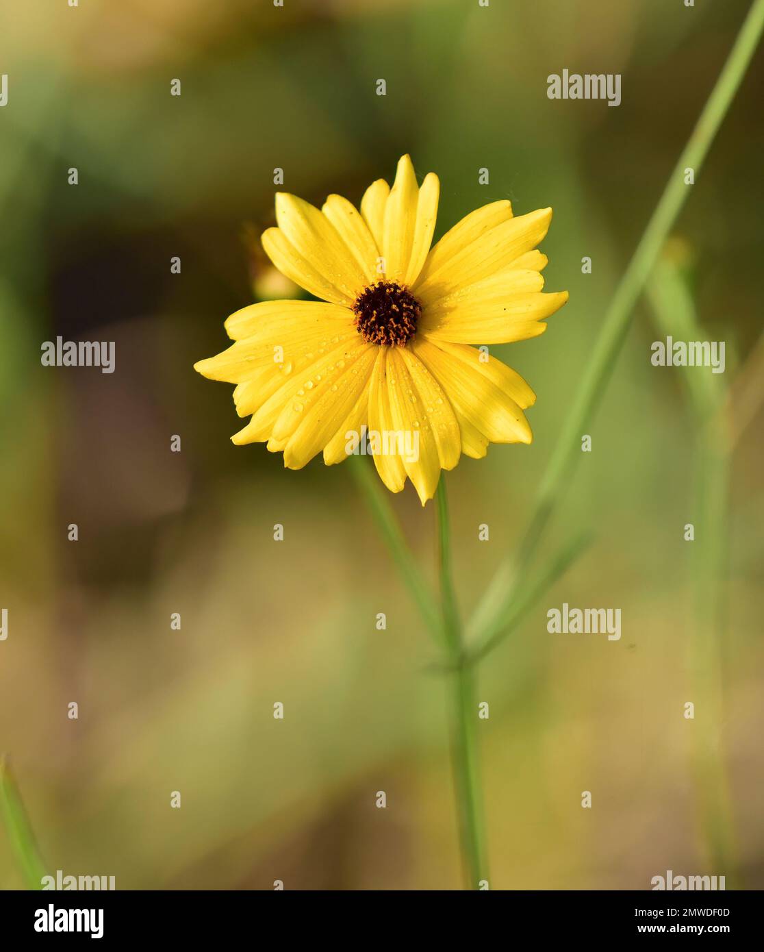 Tickseed, Coreopsis leavenworthii, Florida Everglades/Big Cypress flora ...