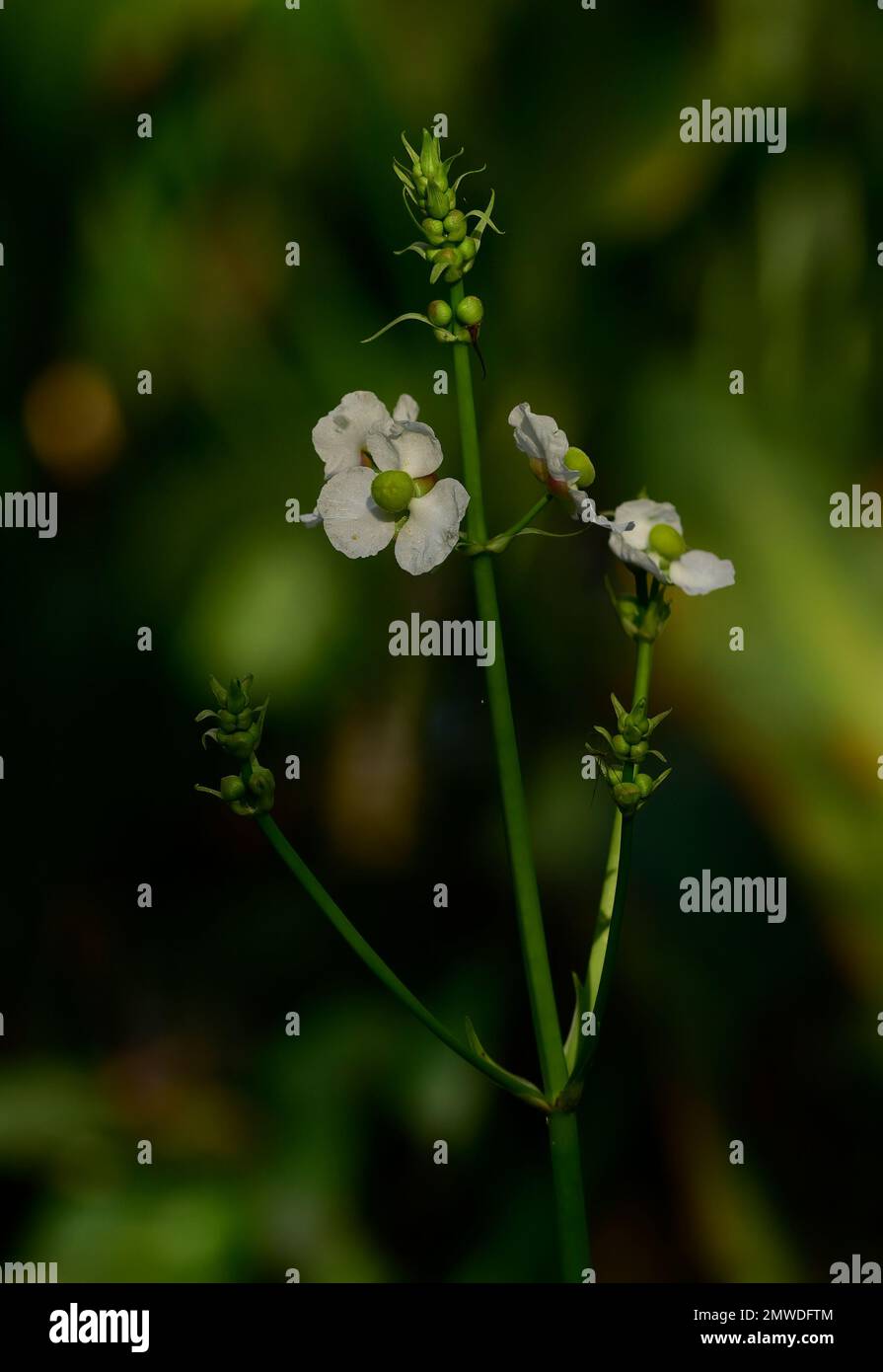 White marsh flower hi-res stock photography and images - Alamy
