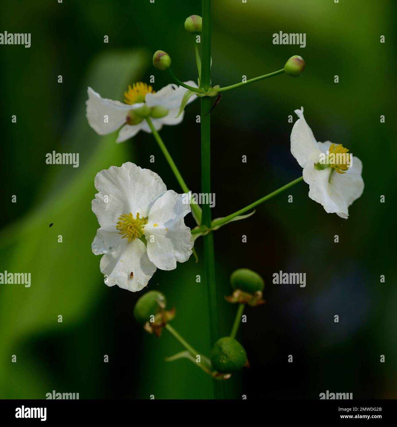 Arrowhead flower, white flower, swamp flower, Florida Everglades/Big ...