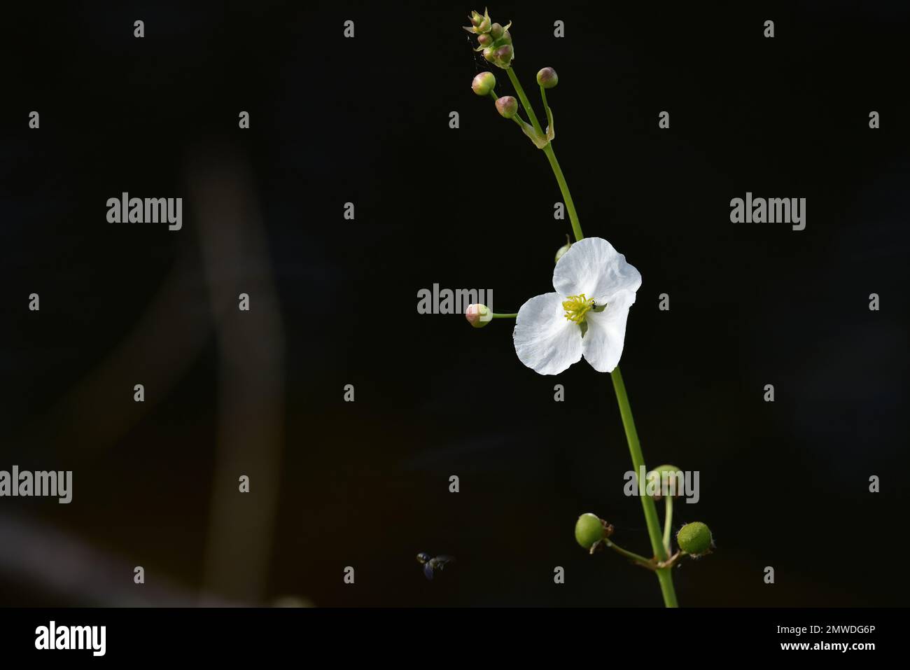 Arrowhead flower, white flower, swamp flower, Florida Everglades/Big ...