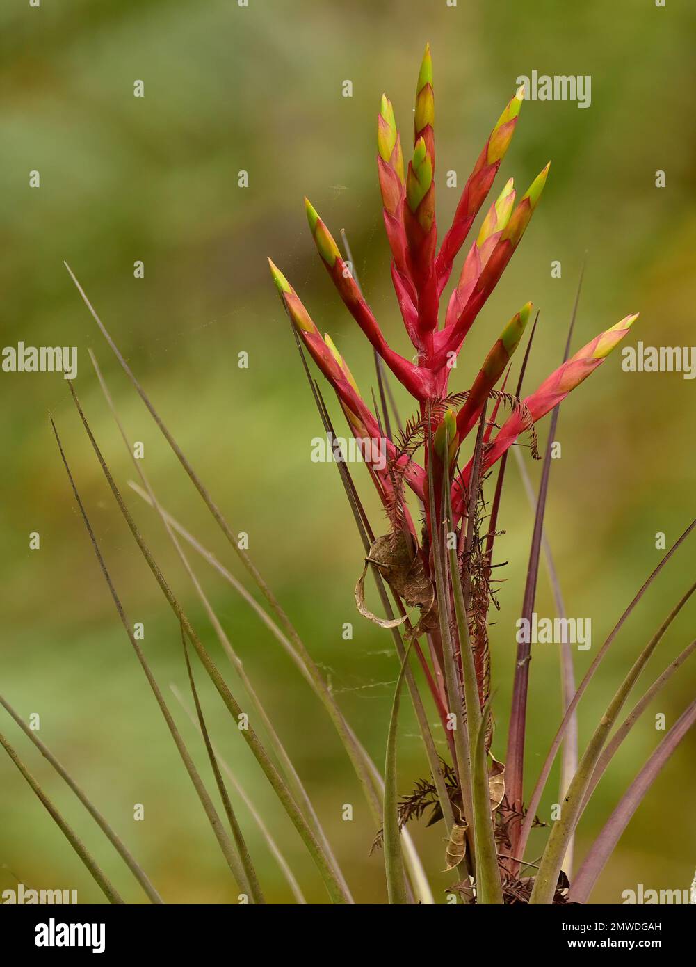 Bromeliad flower, air plant, epiphyte, Florida Everglades/Big Cypress ...