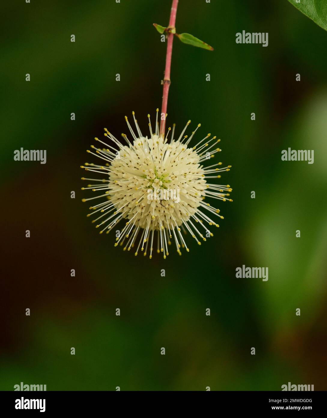 Ball shaped flower hi-res stock photography and images - Alamy