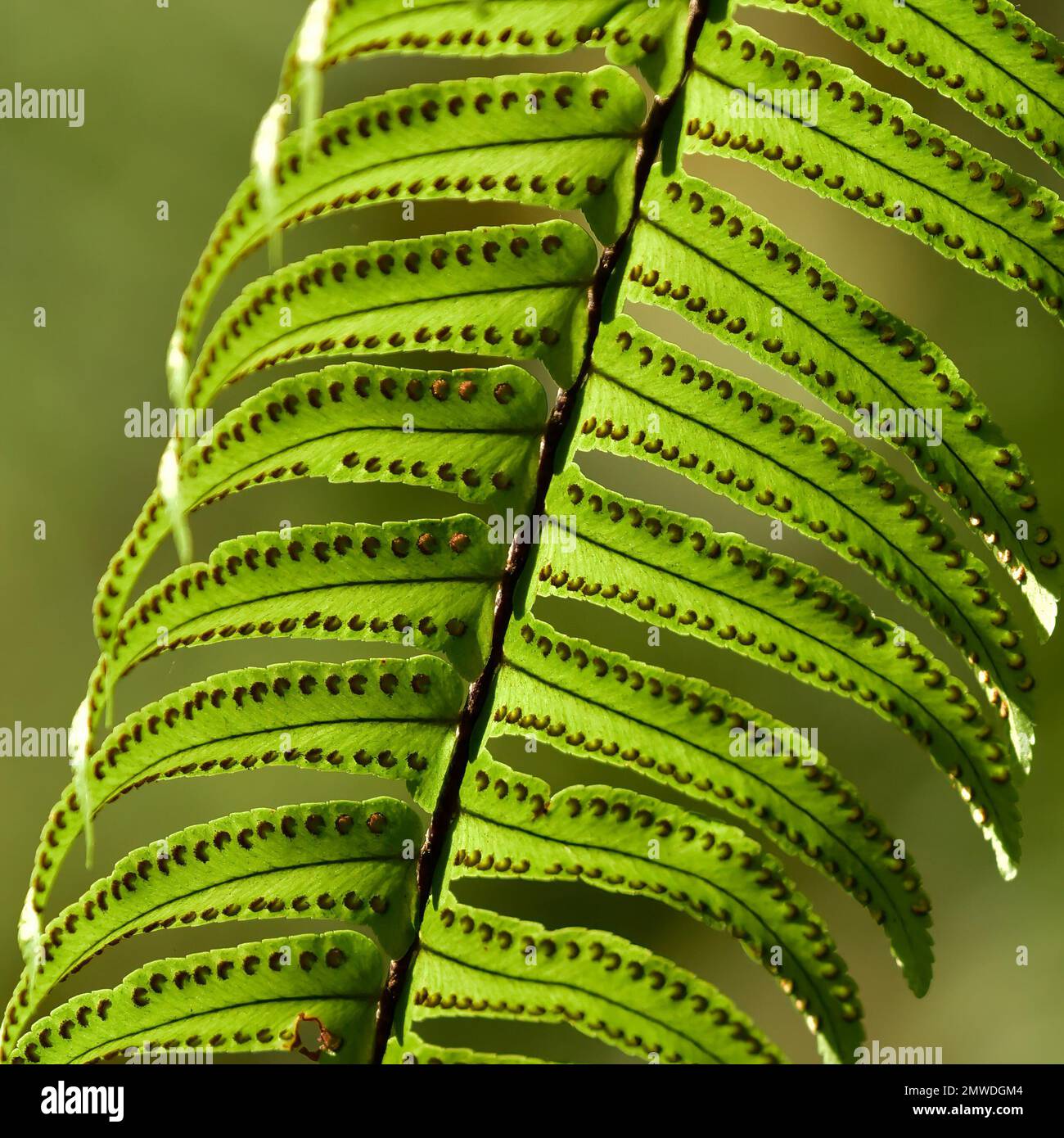 Fern fronds with spores, Florida Everglades/Big Cypress flora Stock ...