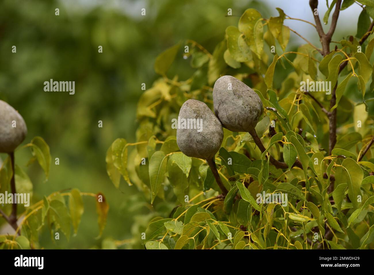Mahogany tree fruit, Florida Everglades/Big Cypress flora Stock Photo ...