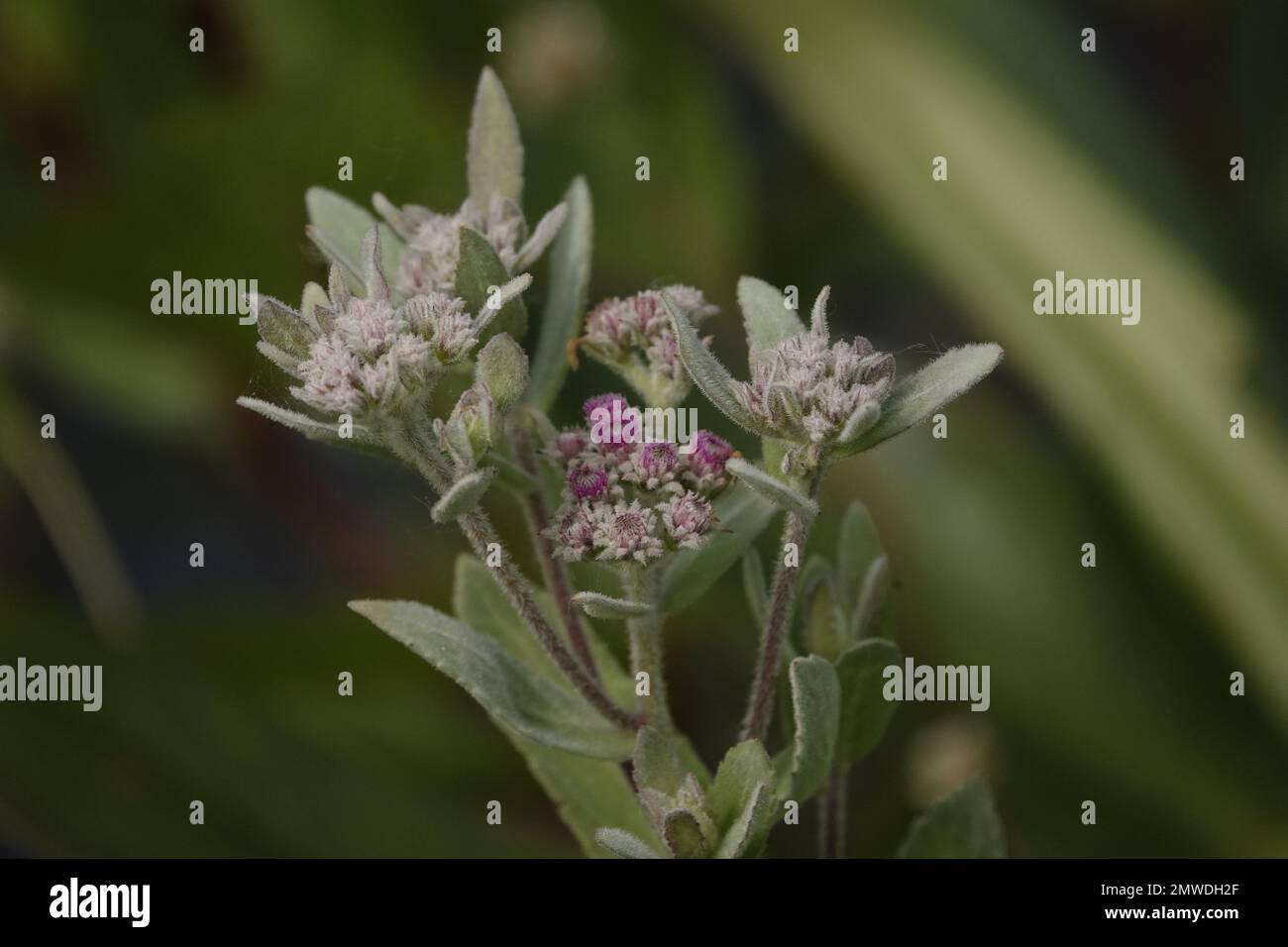Marsh fleabane, Pluchea rosea Godfrey, Florida Everglades/Big Cypress ...