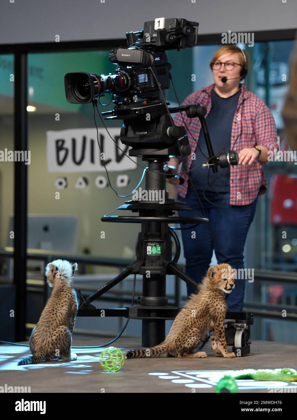 Cheetah cubs seen on the BUILD Speaker Series to promote Nat Geo Wild's ...
