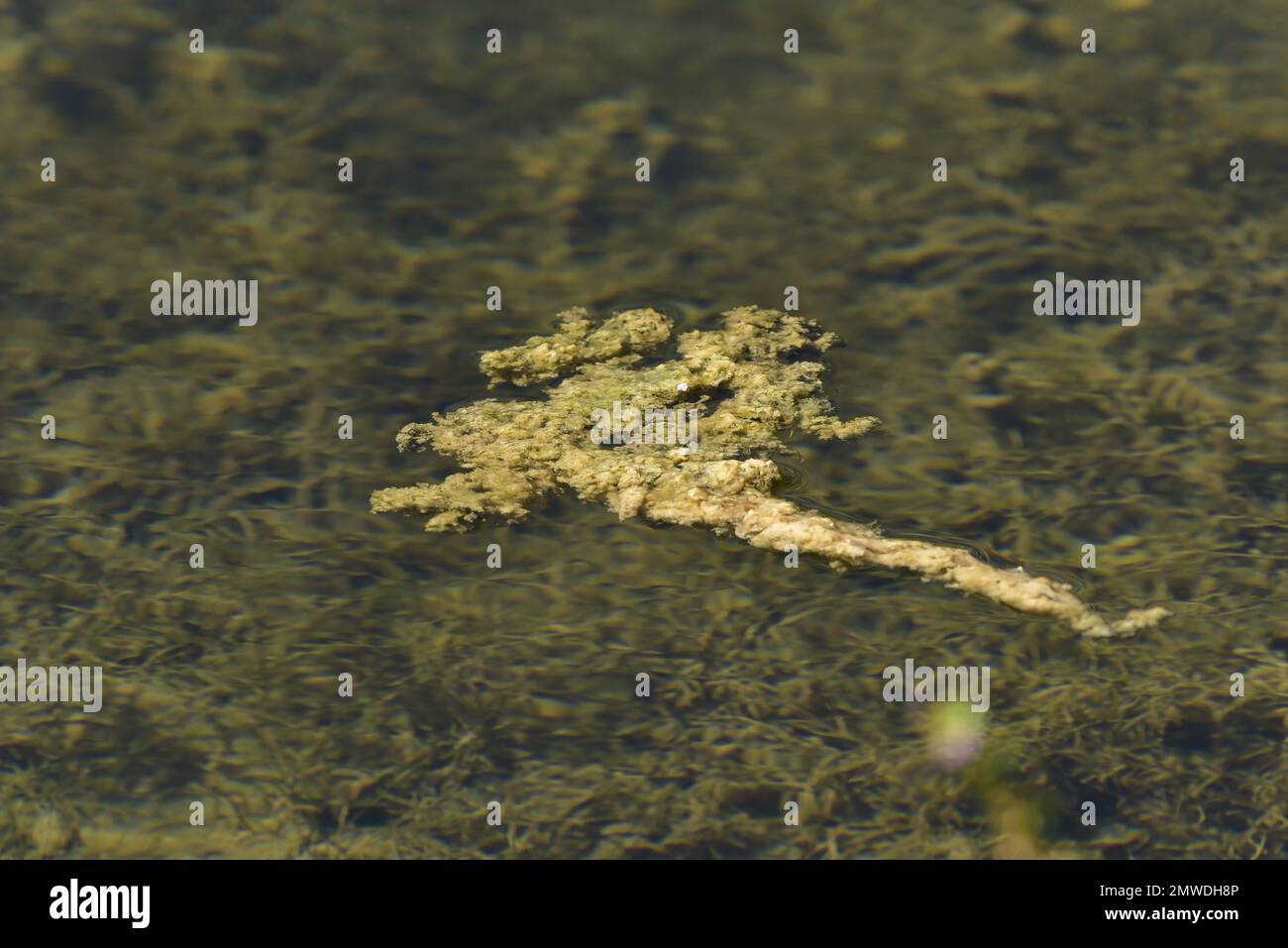 Periphyton, Florida Everglades/Big Cypress flora Stock Photo - Alamy