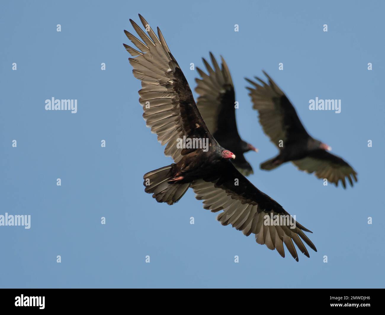 The turkey vultures (Cathartes aura) flying in a blue sky in Fifty ...