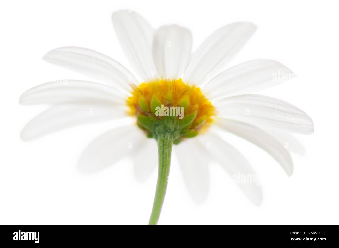 Daisy (Leucanthemum vulgare Stock Photo - Alamy