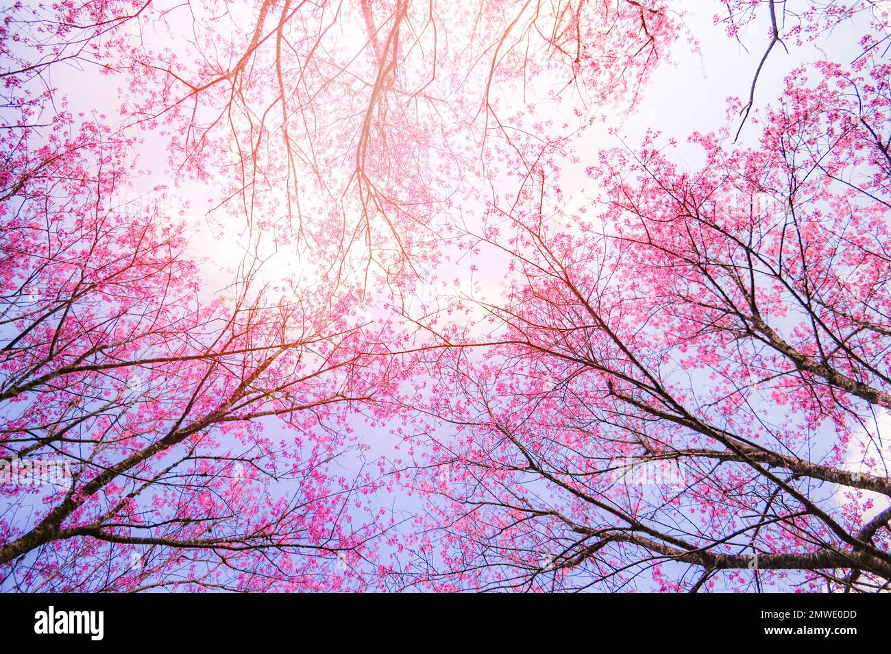 Bottom view background, Wild Himalayan Cherry Blossom, beautiful pink ...