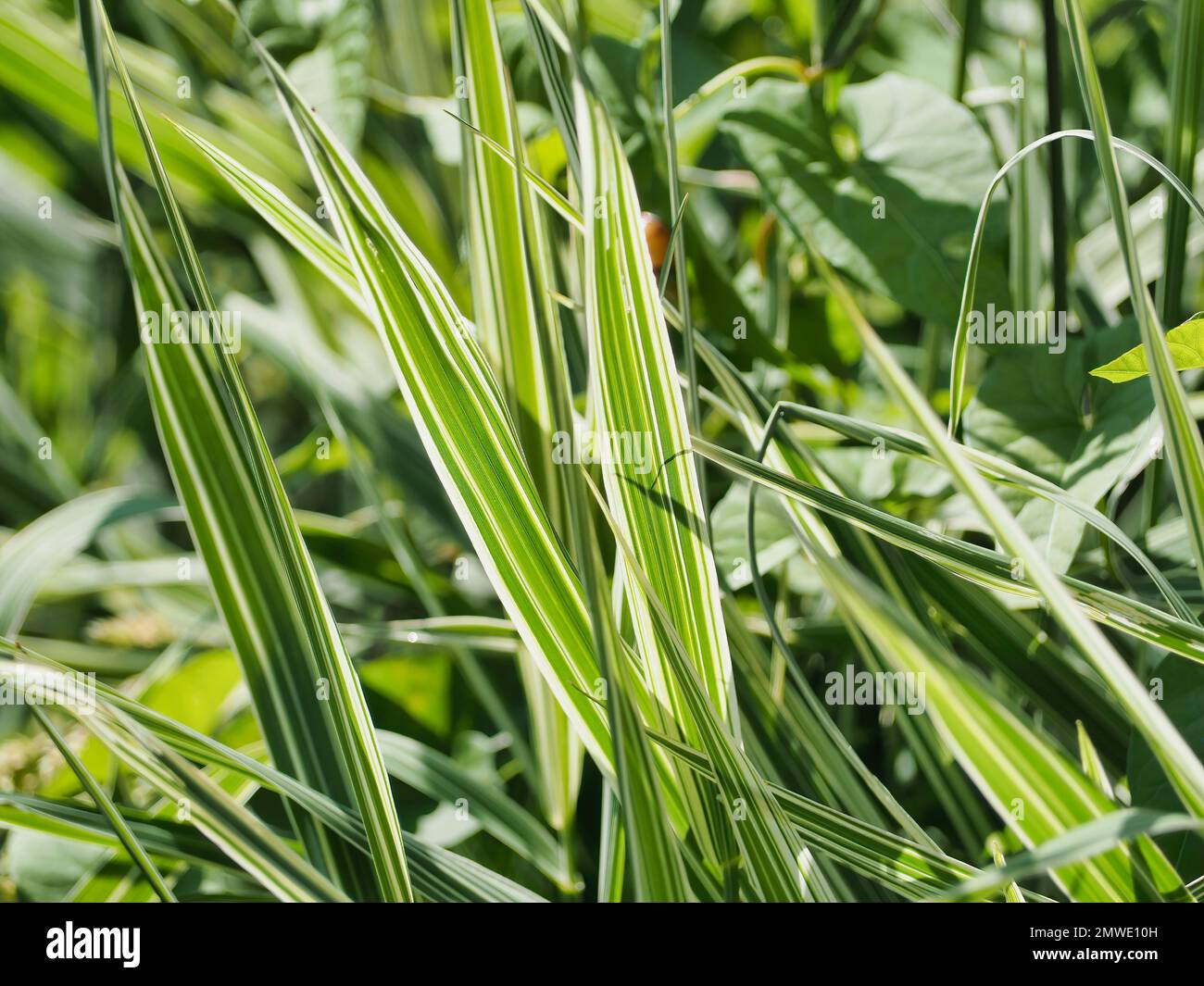 A closeup shot of green leaves of a reed canary plant in the field on a ...