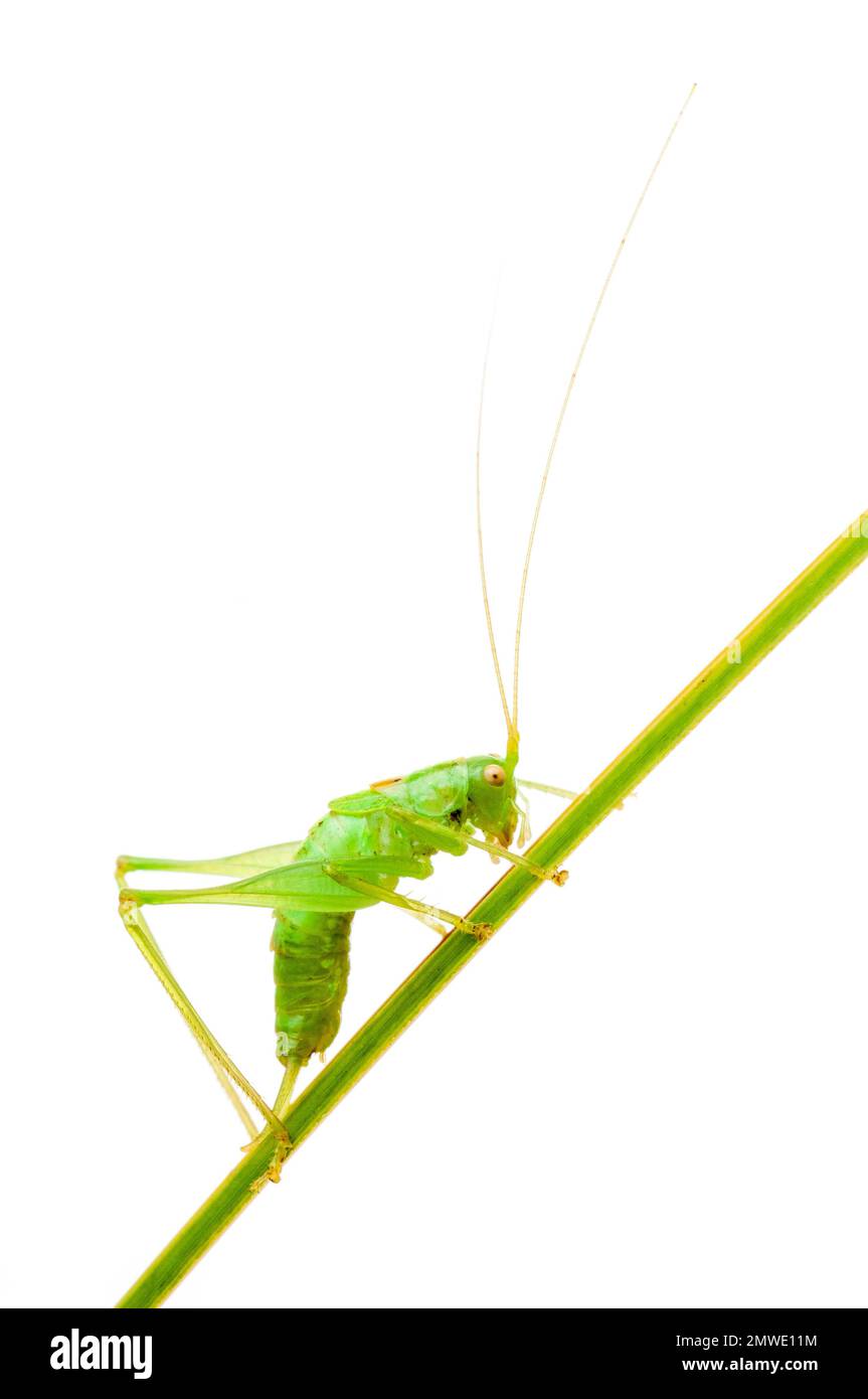 Great green bush cricket (Tettigonia viridissima), juvenile, Germany ...