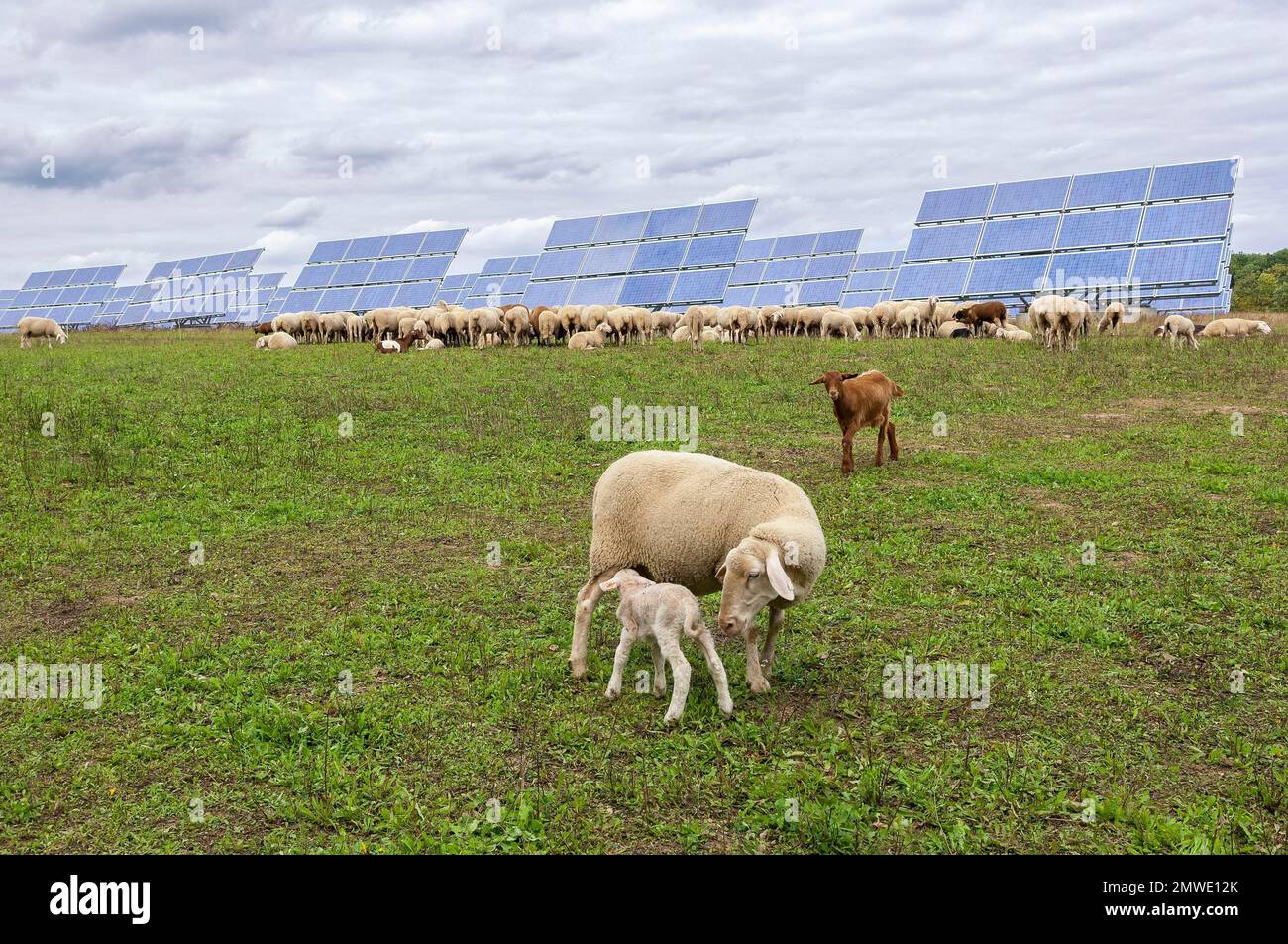 Solar park, photovoltaic system, solar modules, sheep, goat, Gut ...
