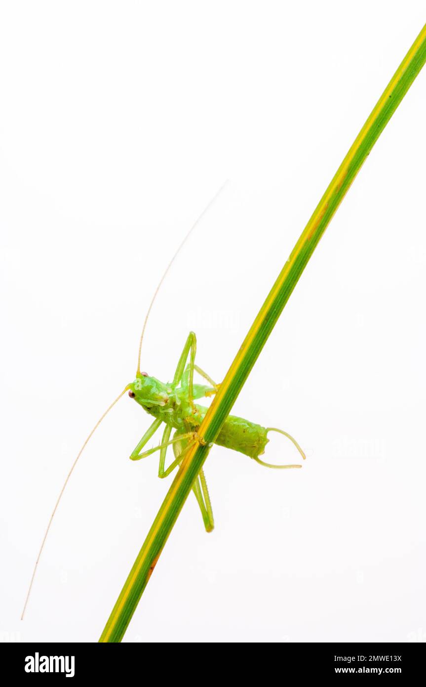 Great green bush cricket (Tettigonia viridissima), juvenile, Germany ...