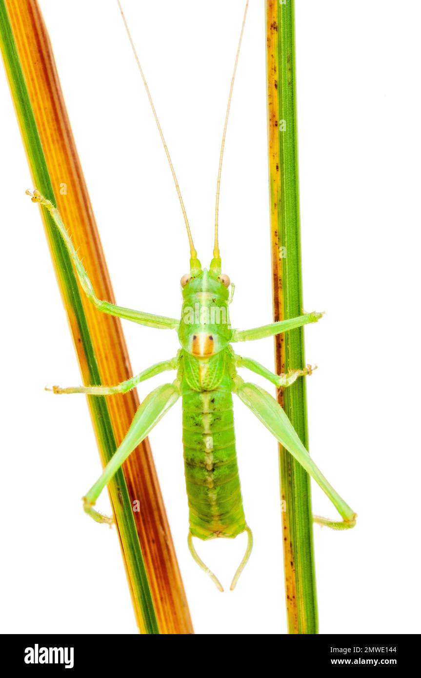 Great green bush cricket (Tettigonia viridissima), juvenile, Germany ...