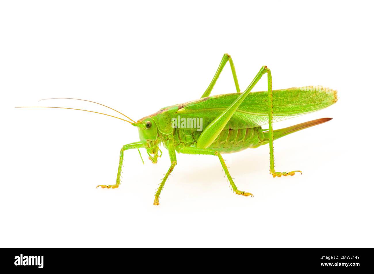 Cricket Vs Grasshopper