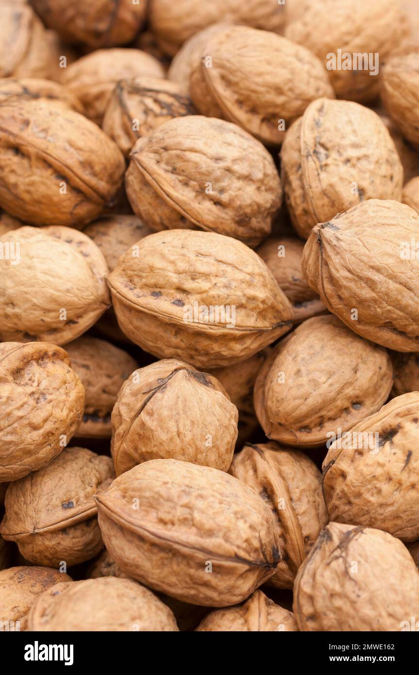 Persian walnut (Juglans regia), Germany Stock Photo - Alamy