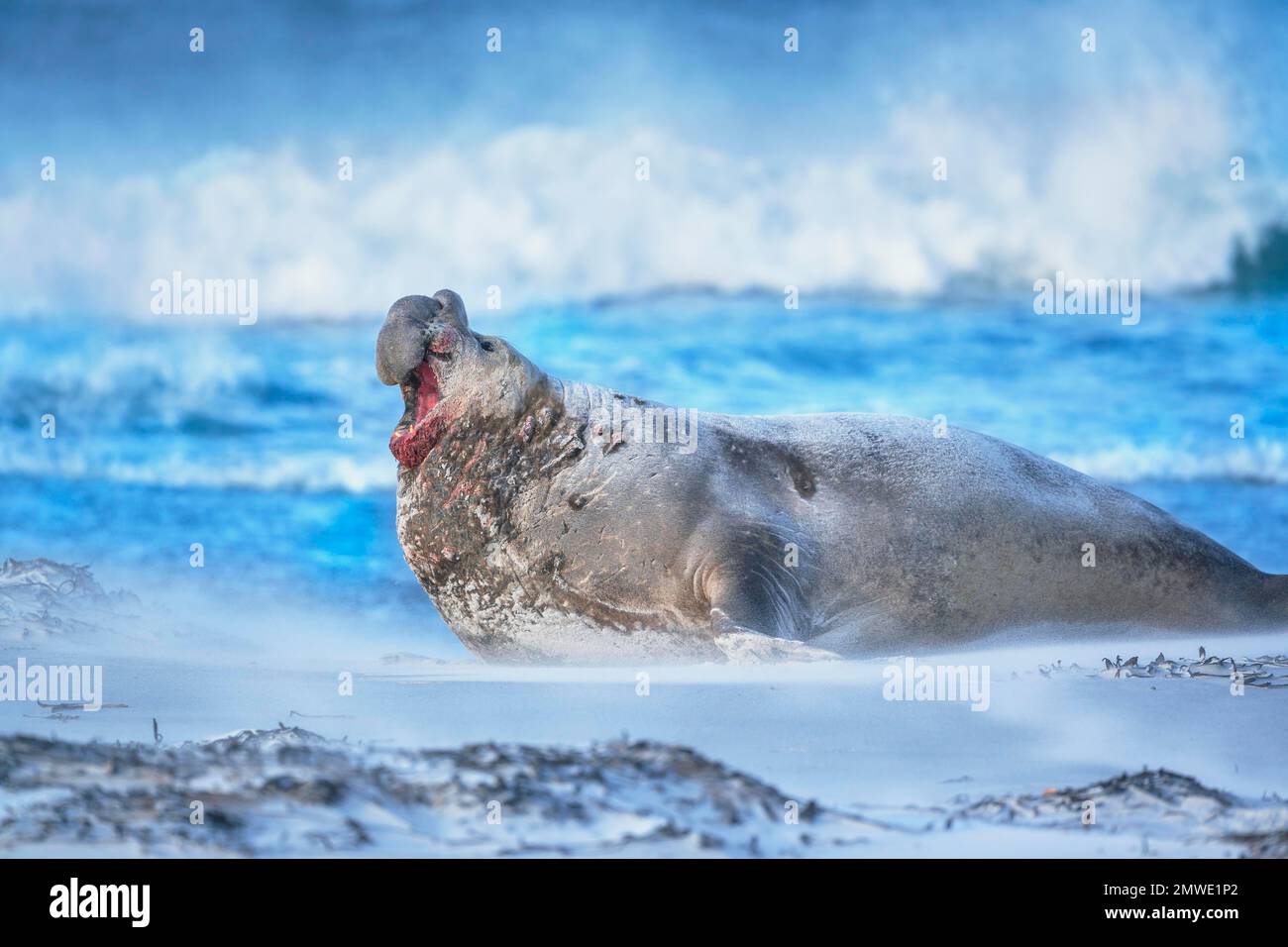Southern elephant seal (Mirounga leonina) male roaring, Sea Lion Island ...