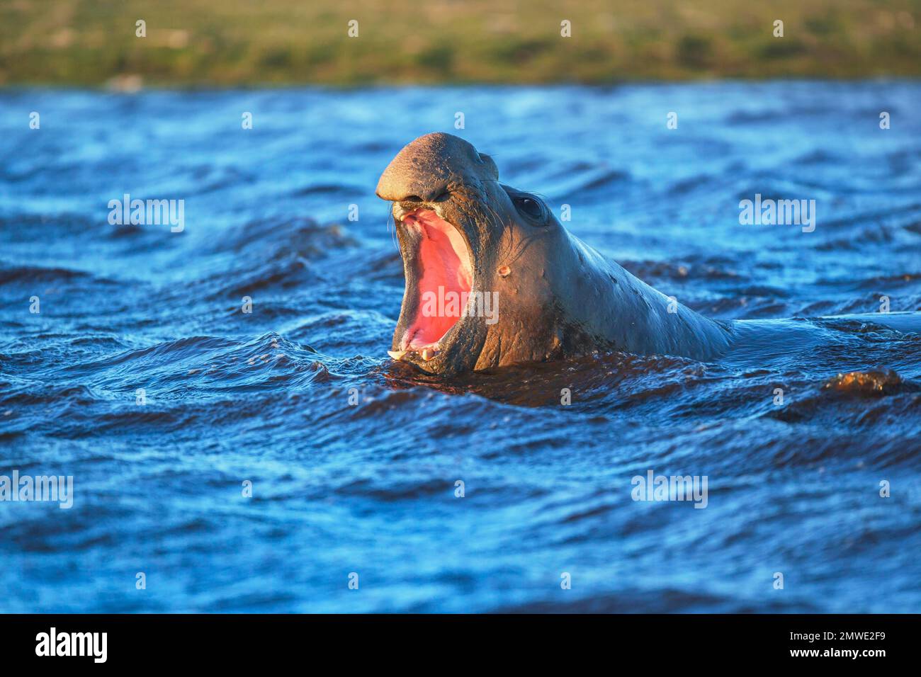 Southern elephant seal (Mirounga leonina) male roaring, Sea Lion Island ...