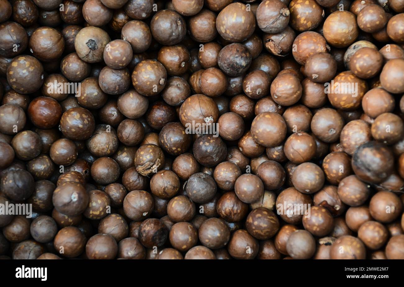 macadamia nuts texture background, fresh natural shelled raw macadamia ...