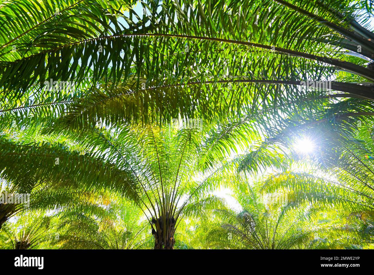Palm tree in the palm garden with beautiful palm leaves nature and ...