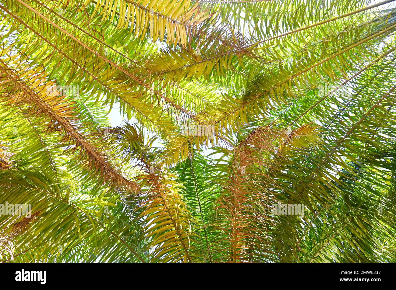 Palm leaves from palm tree in the palm garden with beautiful nature and ...