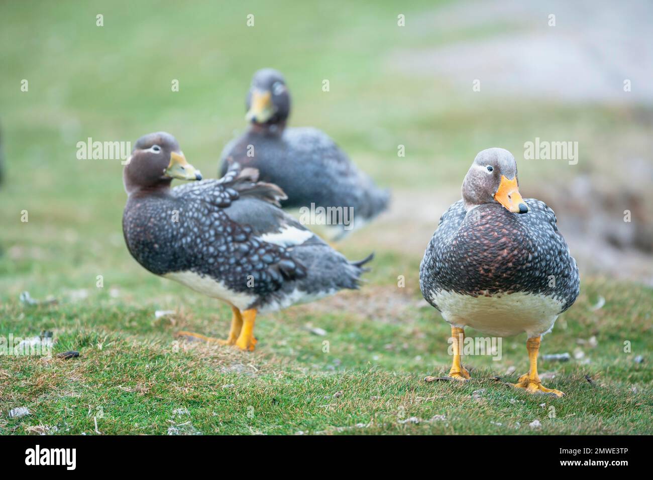 Steamer ducks (Tachyeres brachypterus), Falkland Islands, South America ...