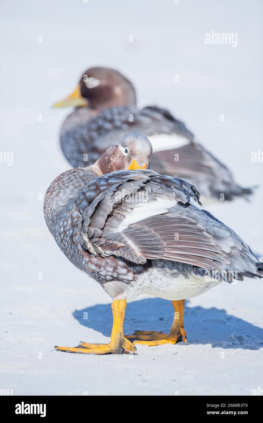 Steamer ducks (Tachyeres brachypterus), Sea Lion Island, Falkland ...