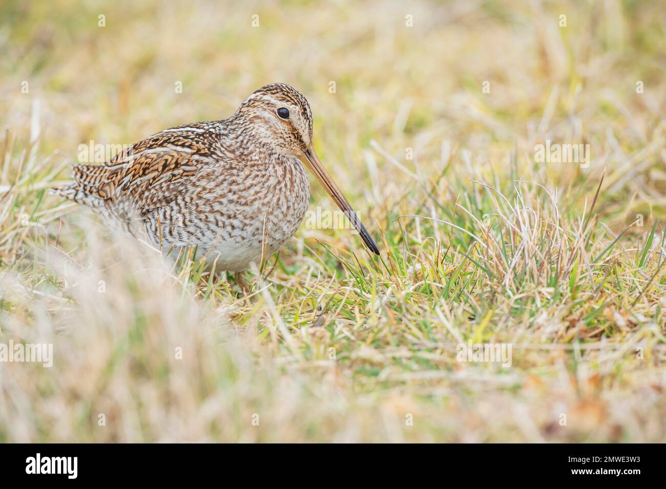 South American snipe (Gallinago paraguaiae), Sea Lion Island, Falkland ...