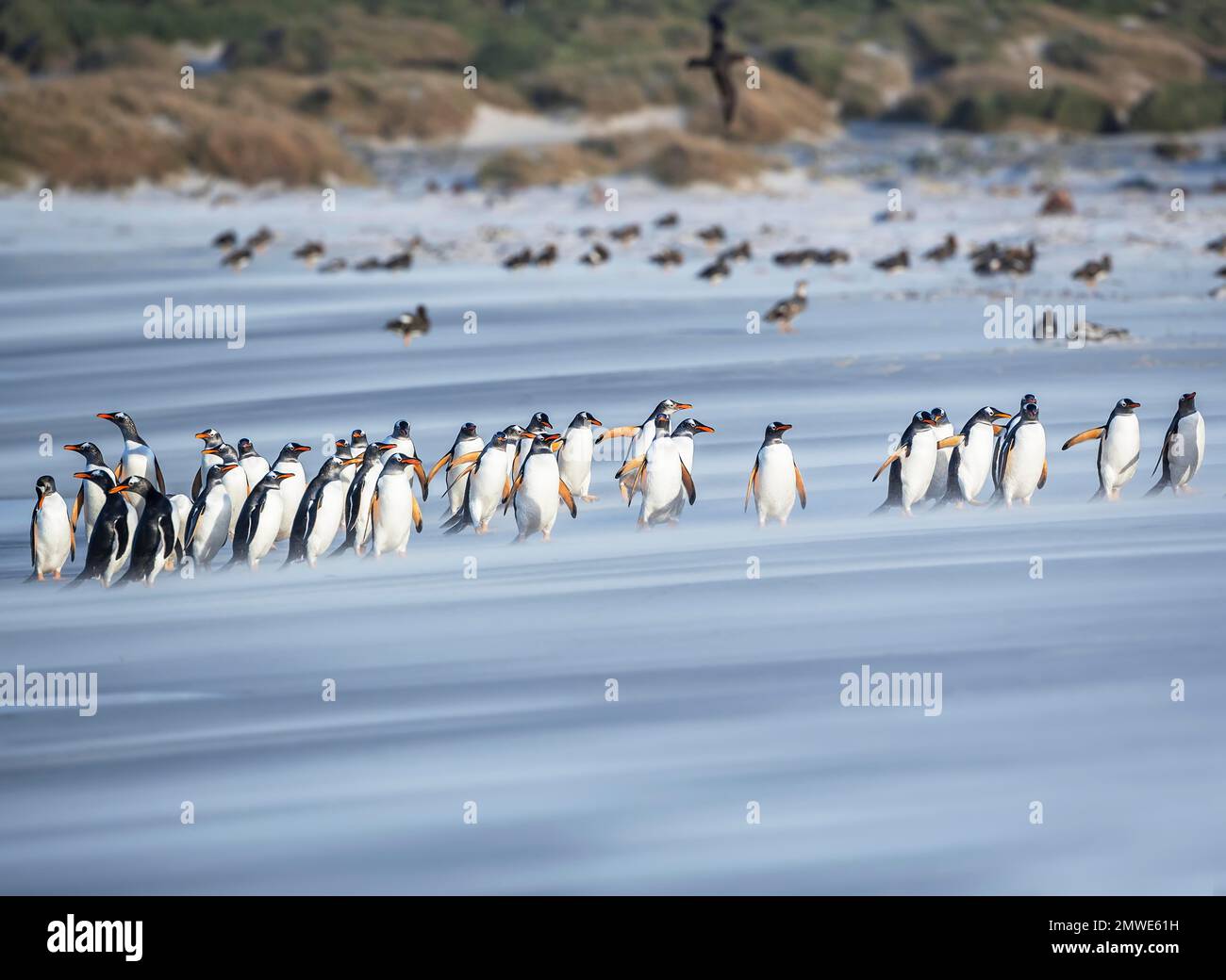 Gentoo Penguins (Pygocelis papua papua) walking on the beach, Sea Lion ...