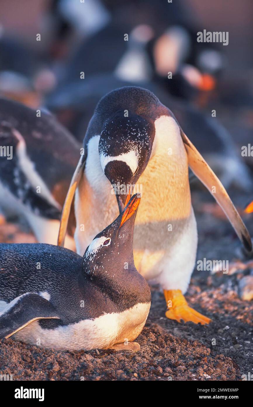 Gentoo penguins (Pygocelis papua papua) showing affection, Sea Lion ...