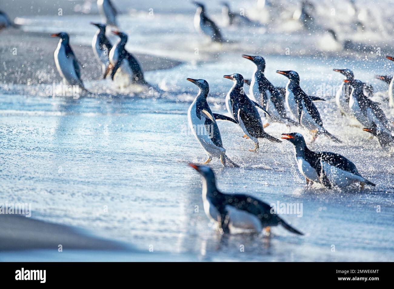 Gentoo Penguins (Pygocelis papua papua) walking on the beach, Sea Lion ...