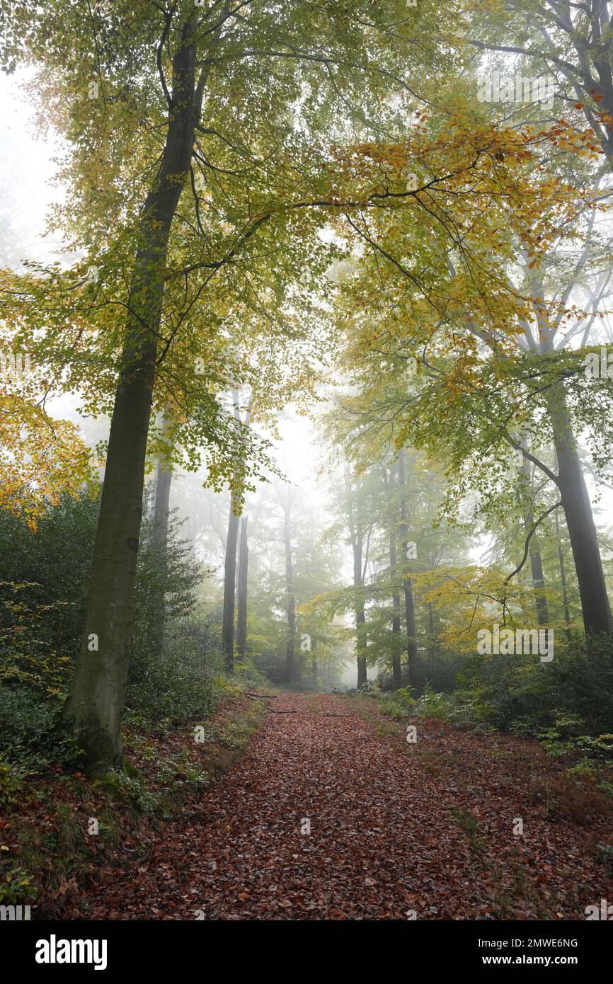 A vertical shot of a narrow path in a forest surrounded by tall lush ...