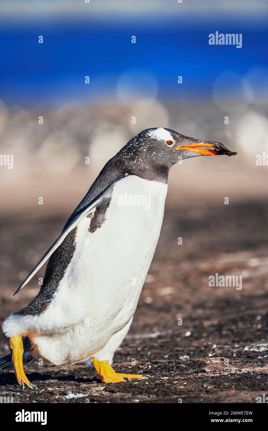 Gentoo penguin (Pygocelis papua papua), carrying nesting material, Sea ...