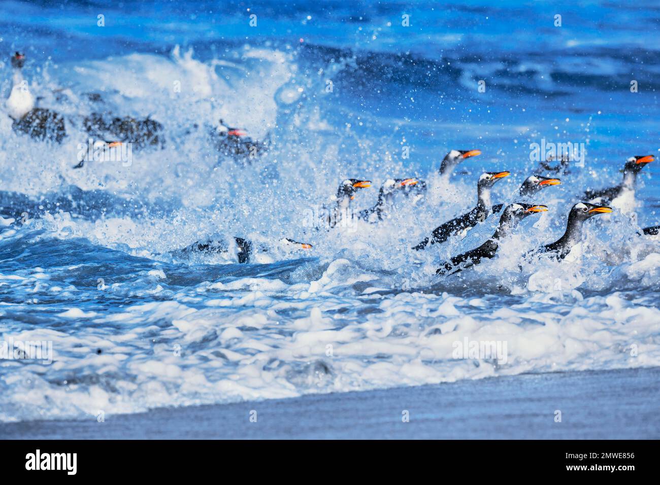 Penguins jumping into water hi-res stock photography and images - Alamy