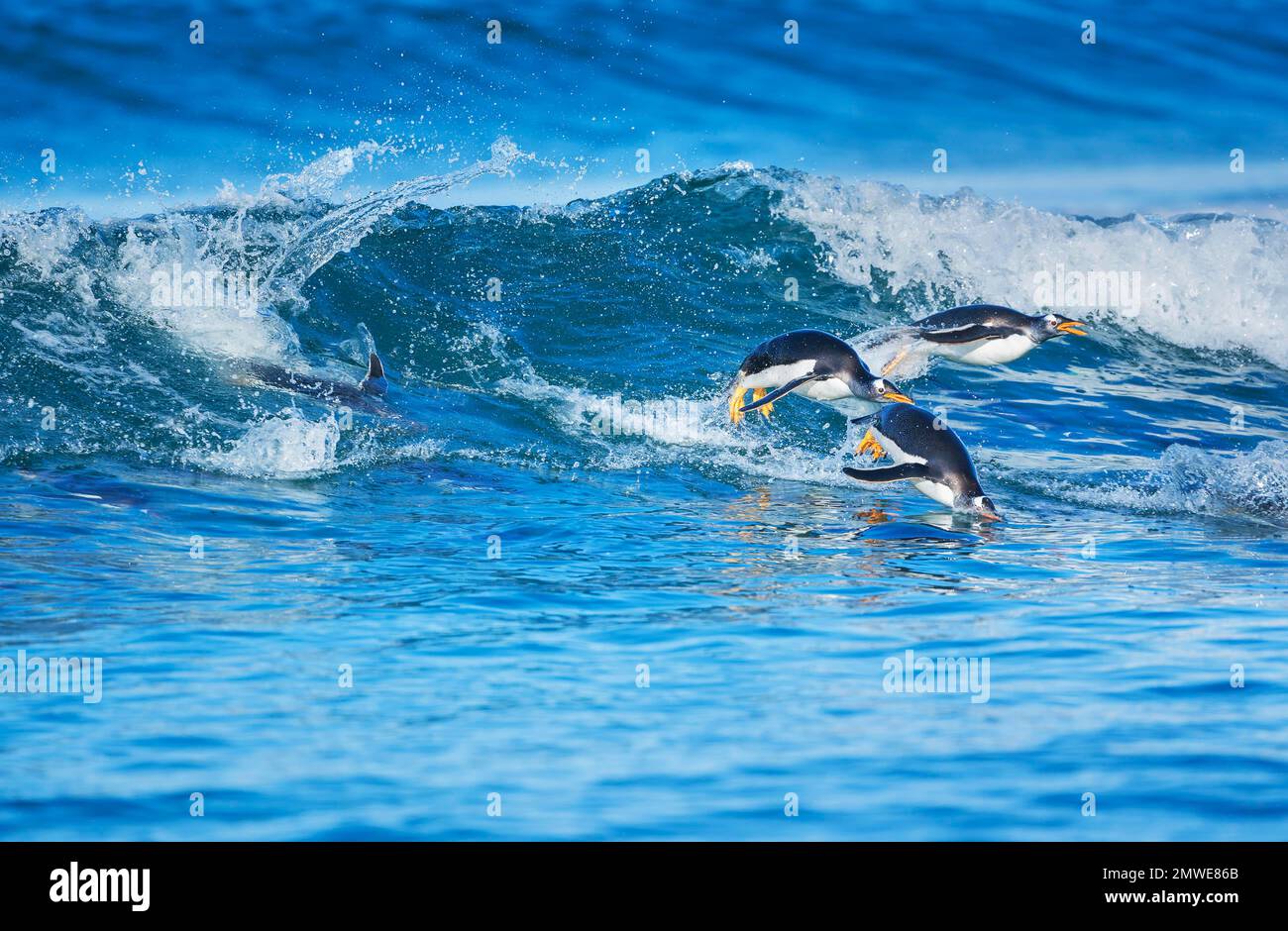 Penguins jumping into water hi-res stock photography and images - Alamy