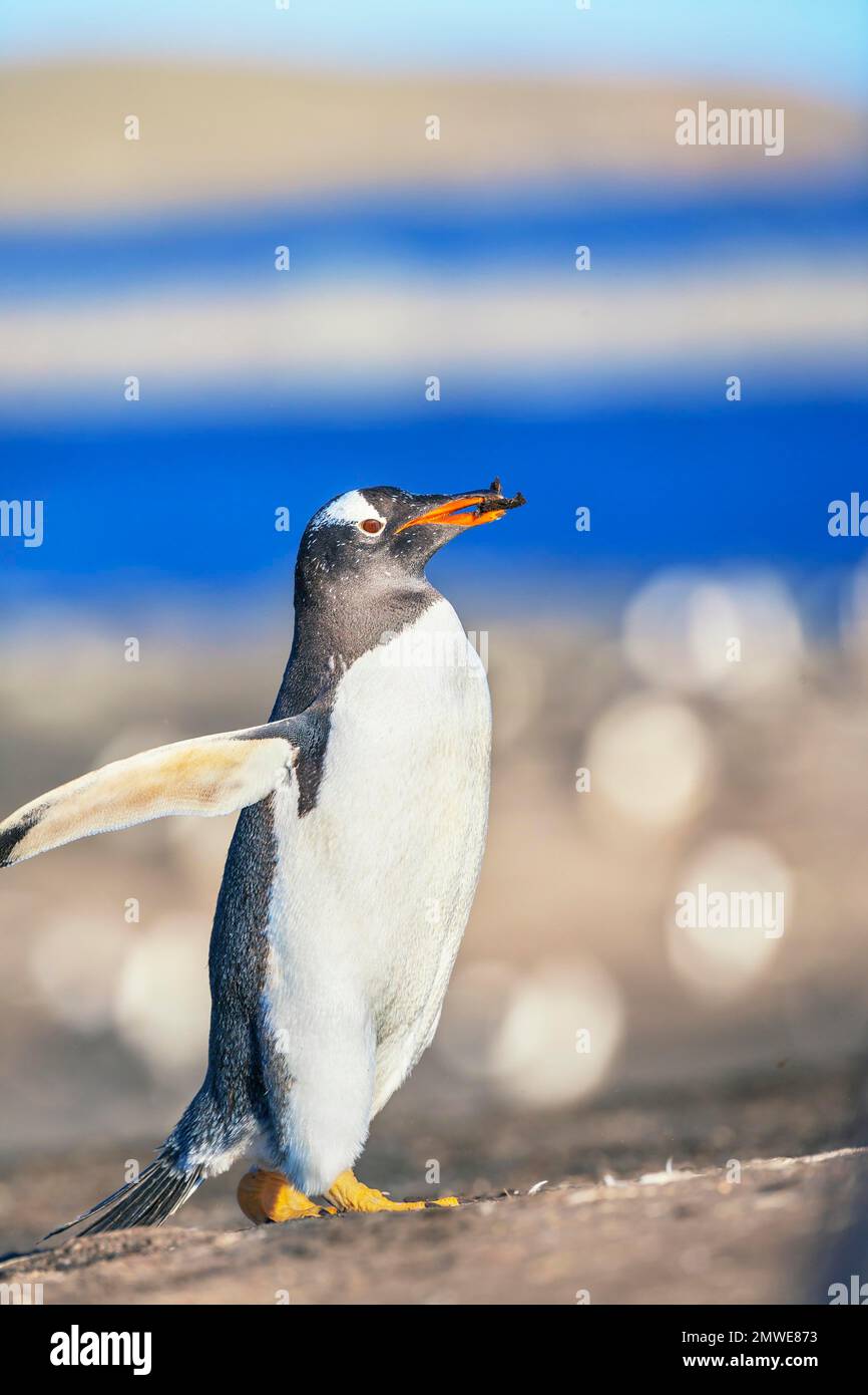 Gentoo penguin (Pygocelis papua papua), carrying nesting material, Sea ...