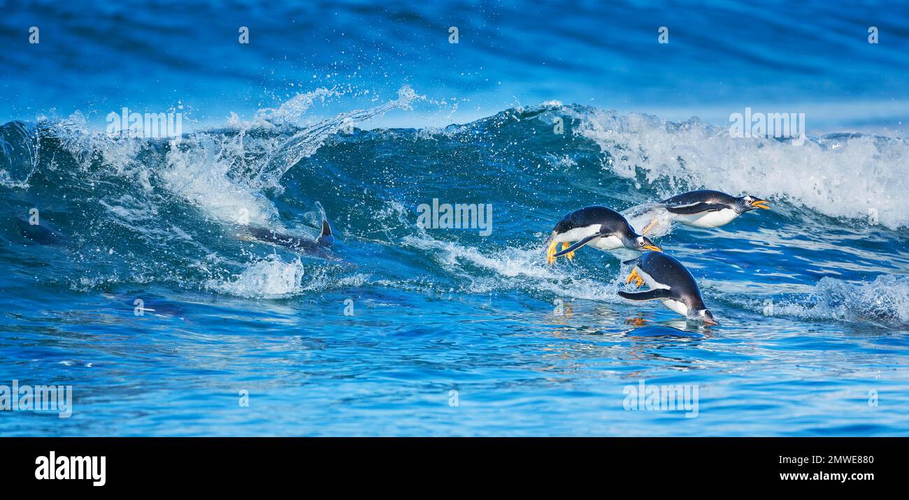 Penguin jump out of water hi-res stock photography and images - Alamy