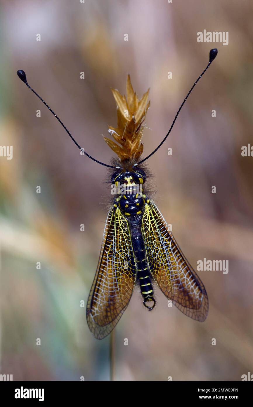 Black yellow owlfly (Libelloides longicornis), Corsica, France Stock ...