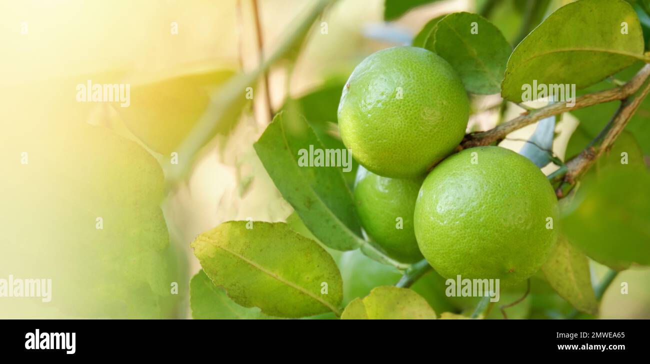 Lemon, lime - Green limes on a tree, Fresh lime citrus fruit in the ...
