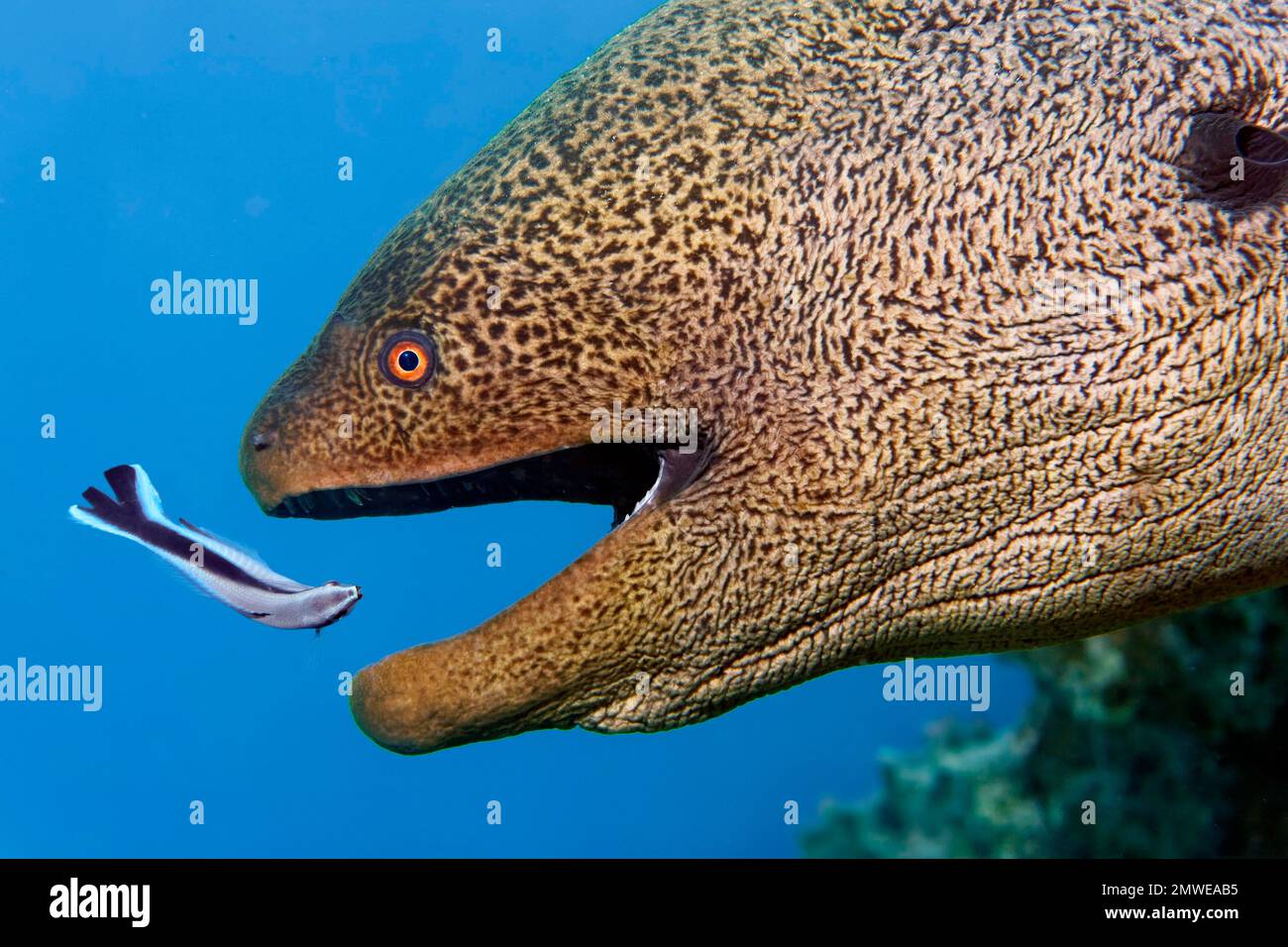 Portrait giant moray (Gymnothorax javanicus) with open mouth and ...