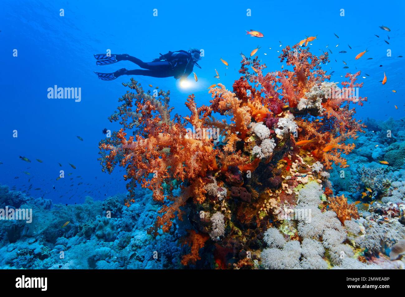 Diver hovering over coral block with various soft corals (Alcyonacea ...